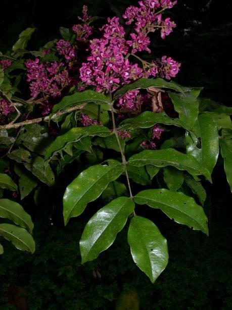 Andira inermis | Portal Municipalidad de Heredia