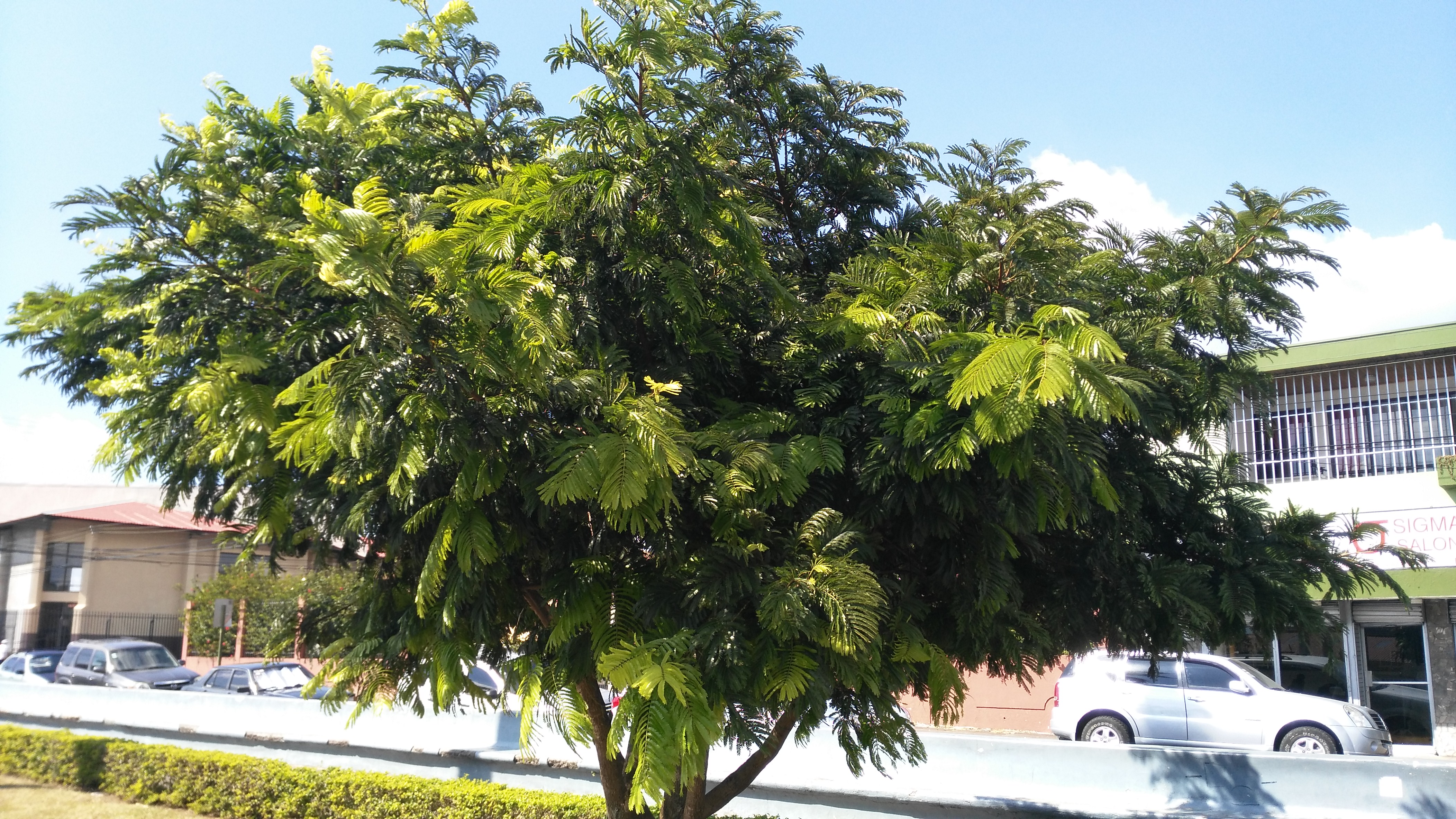 Cojoba arborea | Portal Municipalidad de Heredia