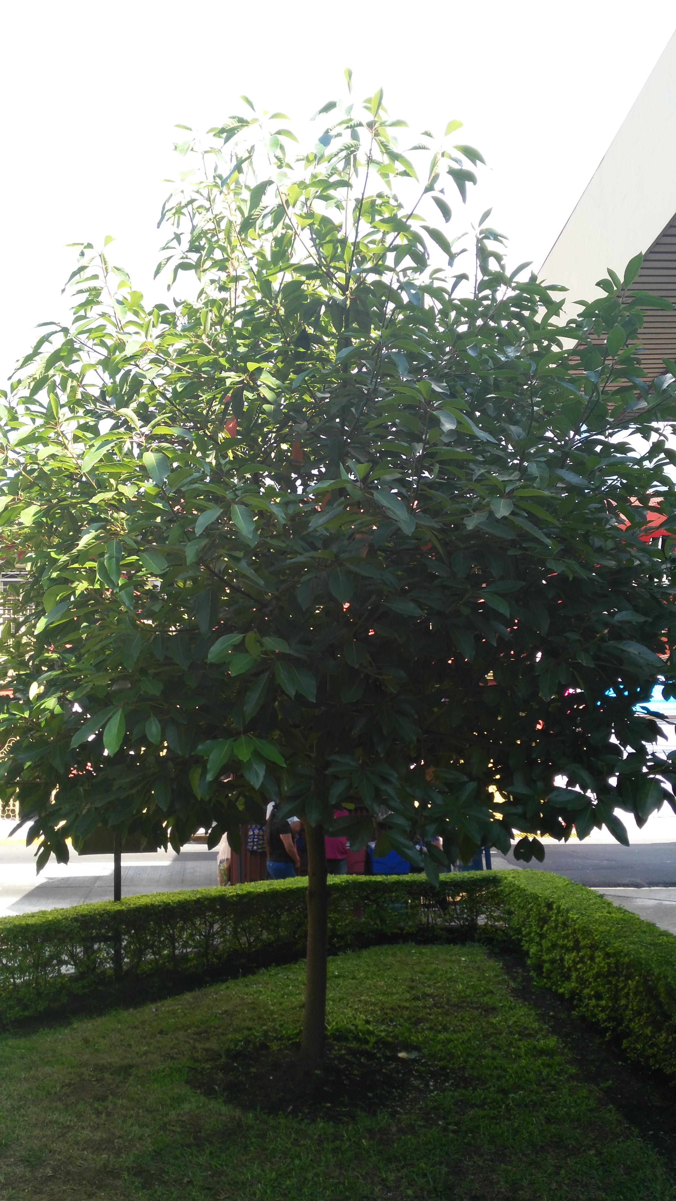 Persea caerulea | Portal Municipalidad de Heredia