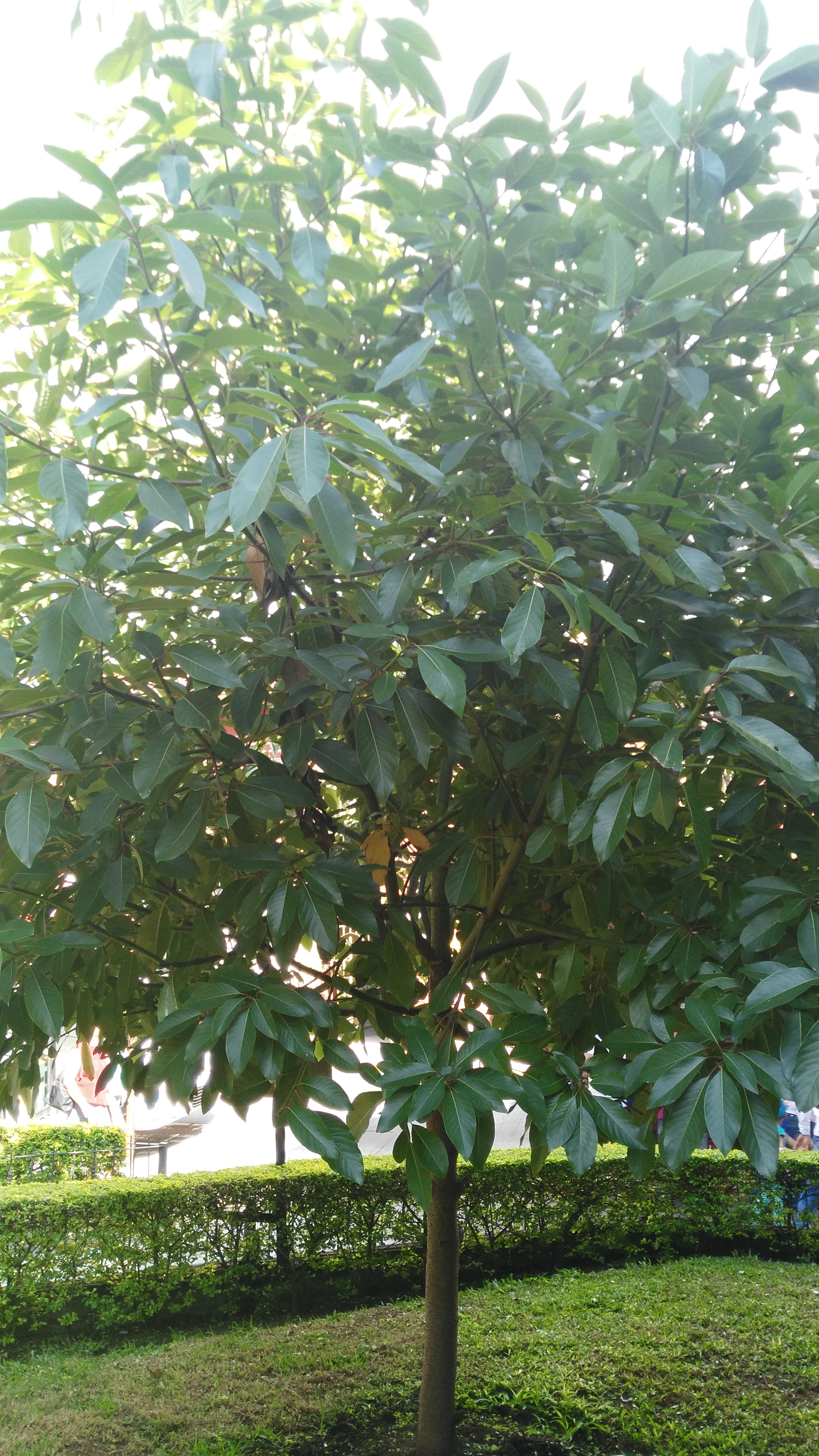 Persea caerulea | Portal Municipalidad de Heredia